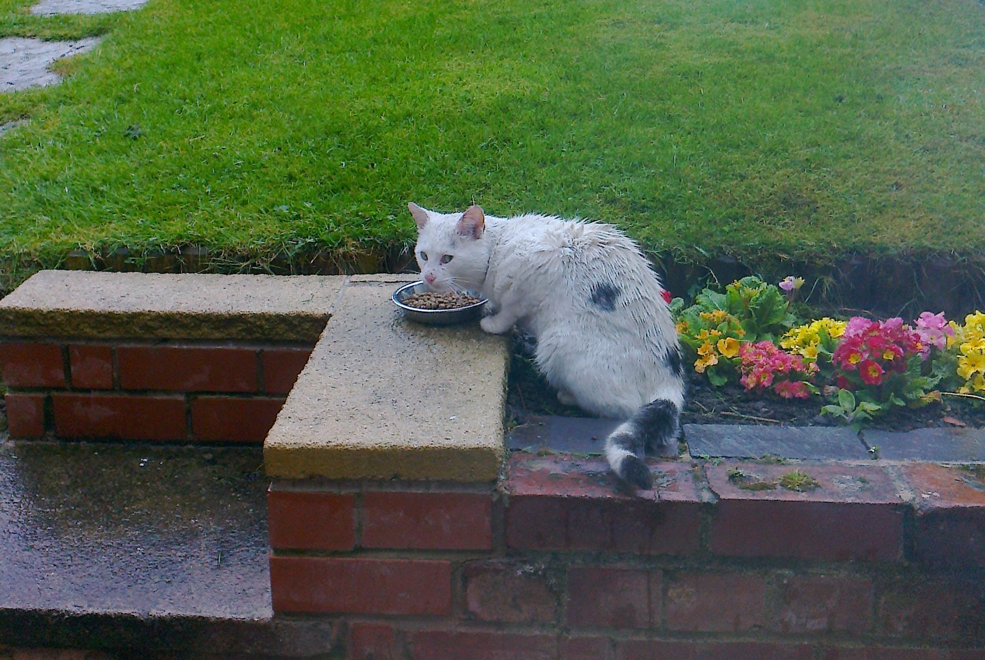 Jack | 8 Lives: Sheffield 8 Cat Rescue