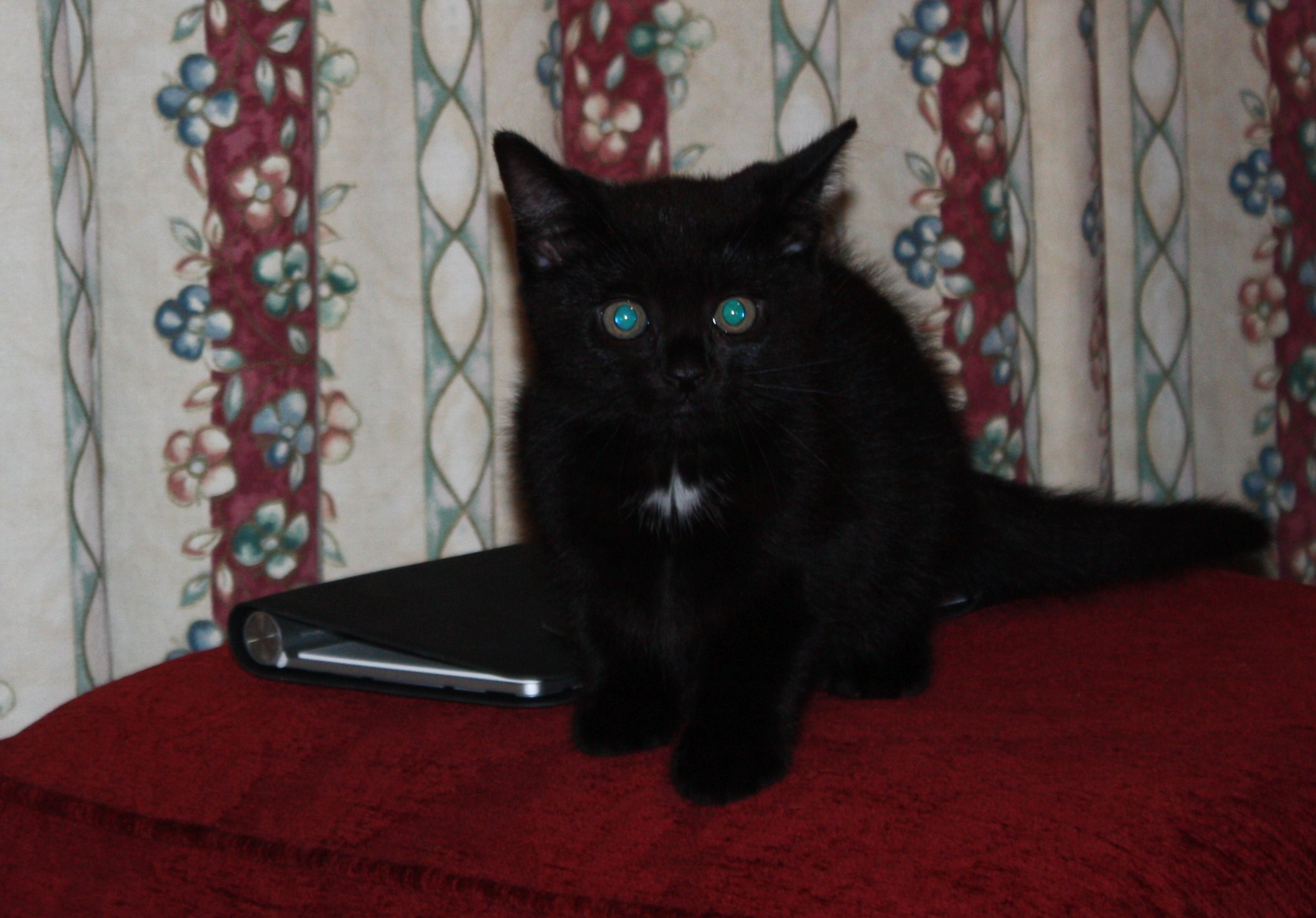 cats we’ve helped & re homed | 8 Lives: Sheffield 8 Cat Rescue