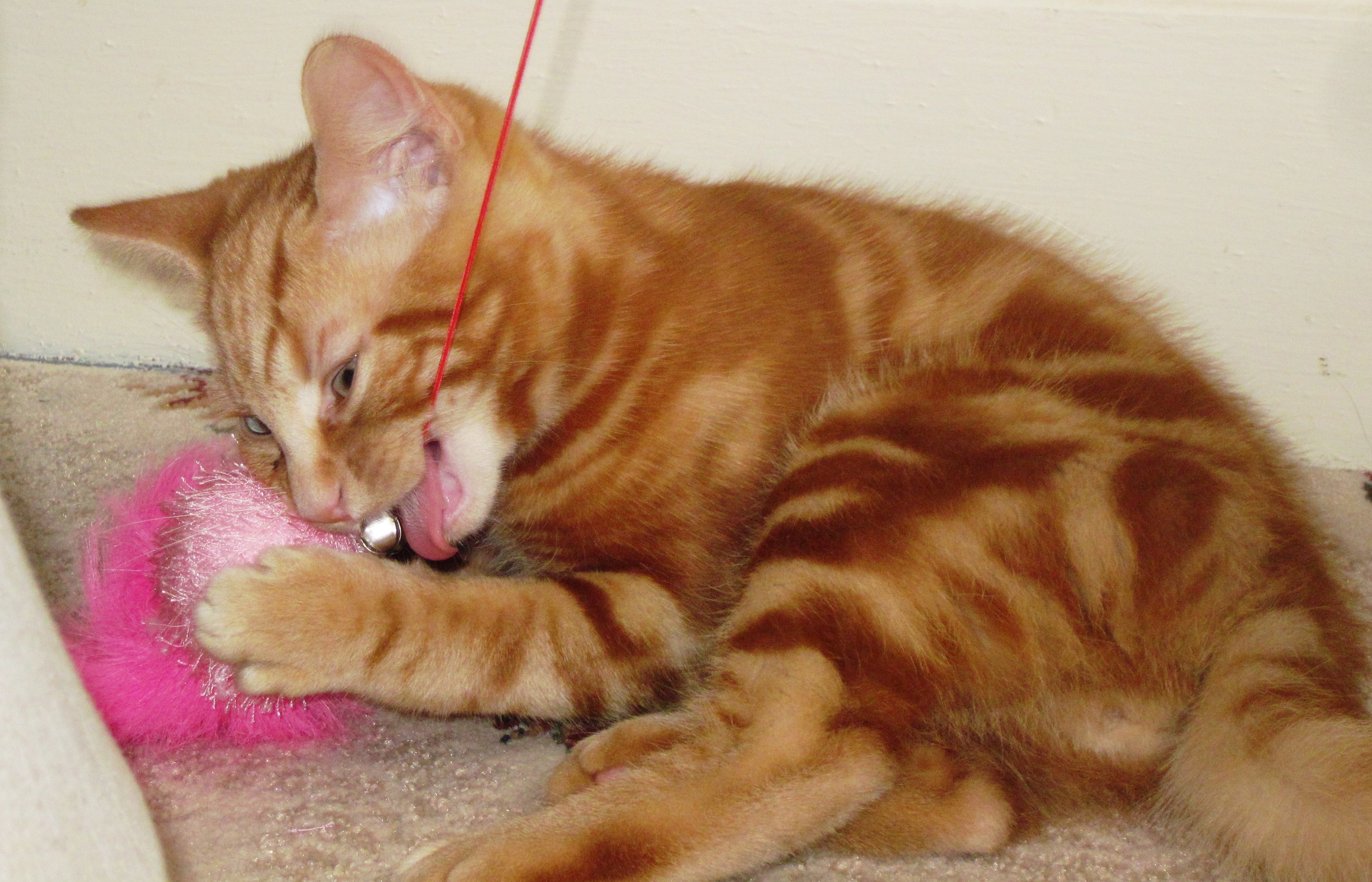 cats we’ve helped & re homed | 8 Lives: Sheffield 8 Cat Rescue