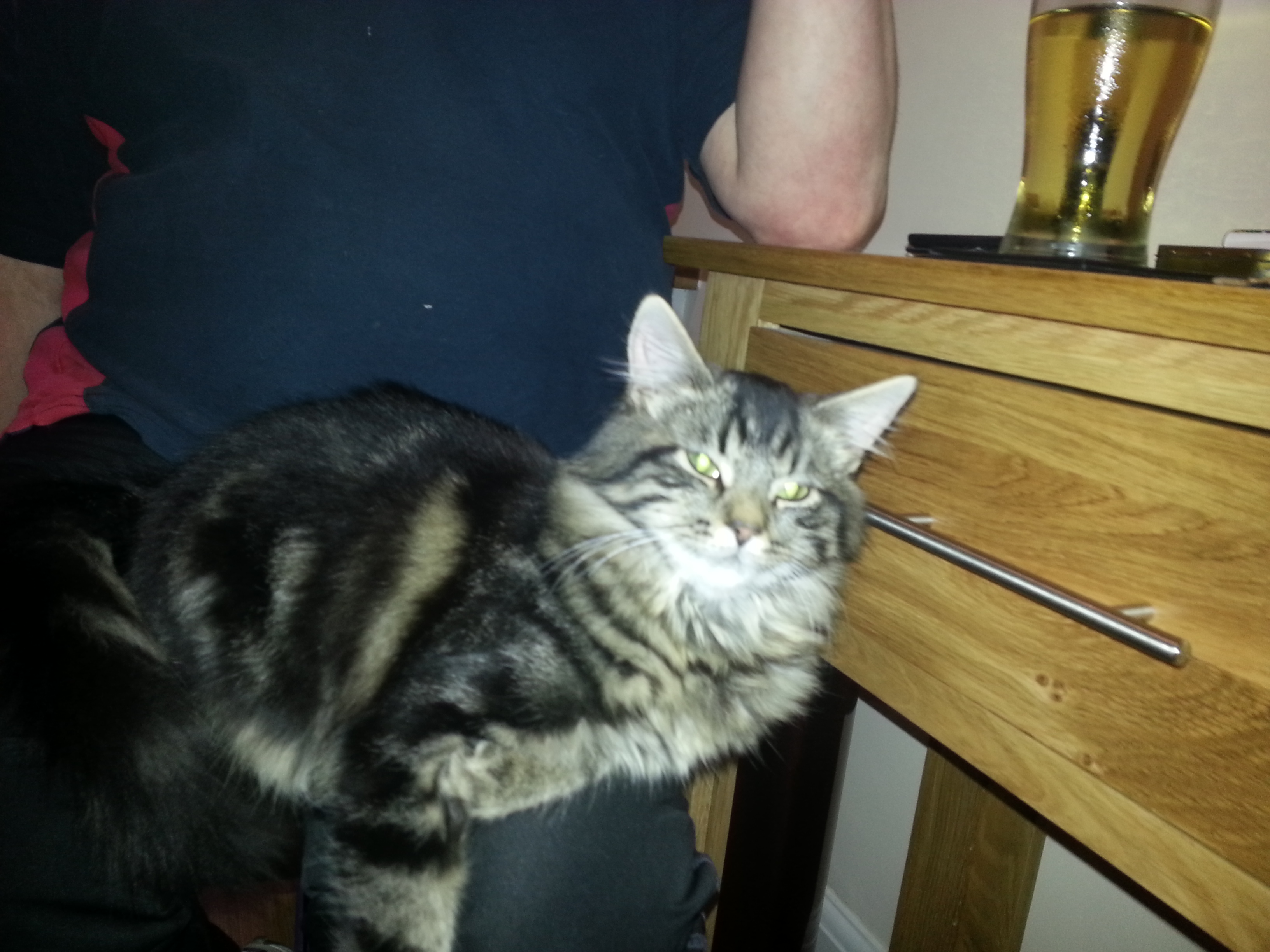 cats we’ve helped & re homed | 8 Lives: Sheffield 8 Cat Rescue