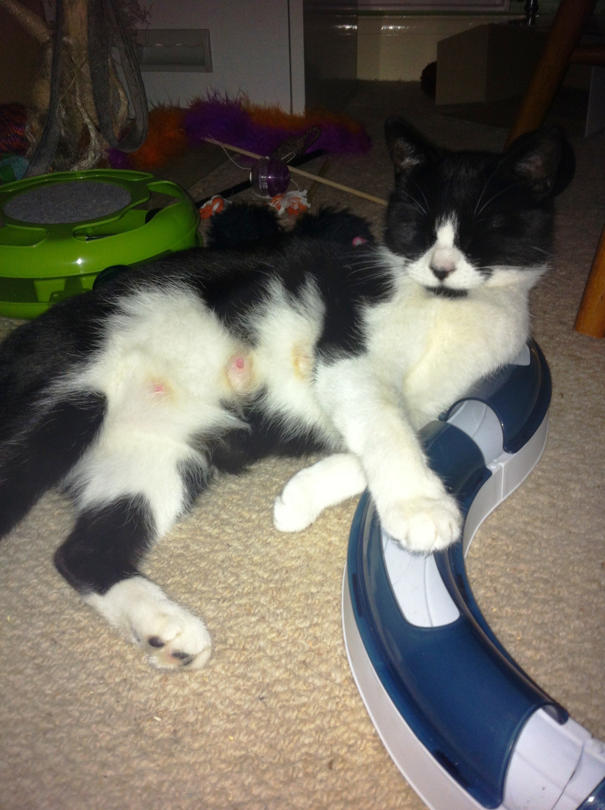 Meg | 8 Lives: Sheffield 8 Cat Rescue