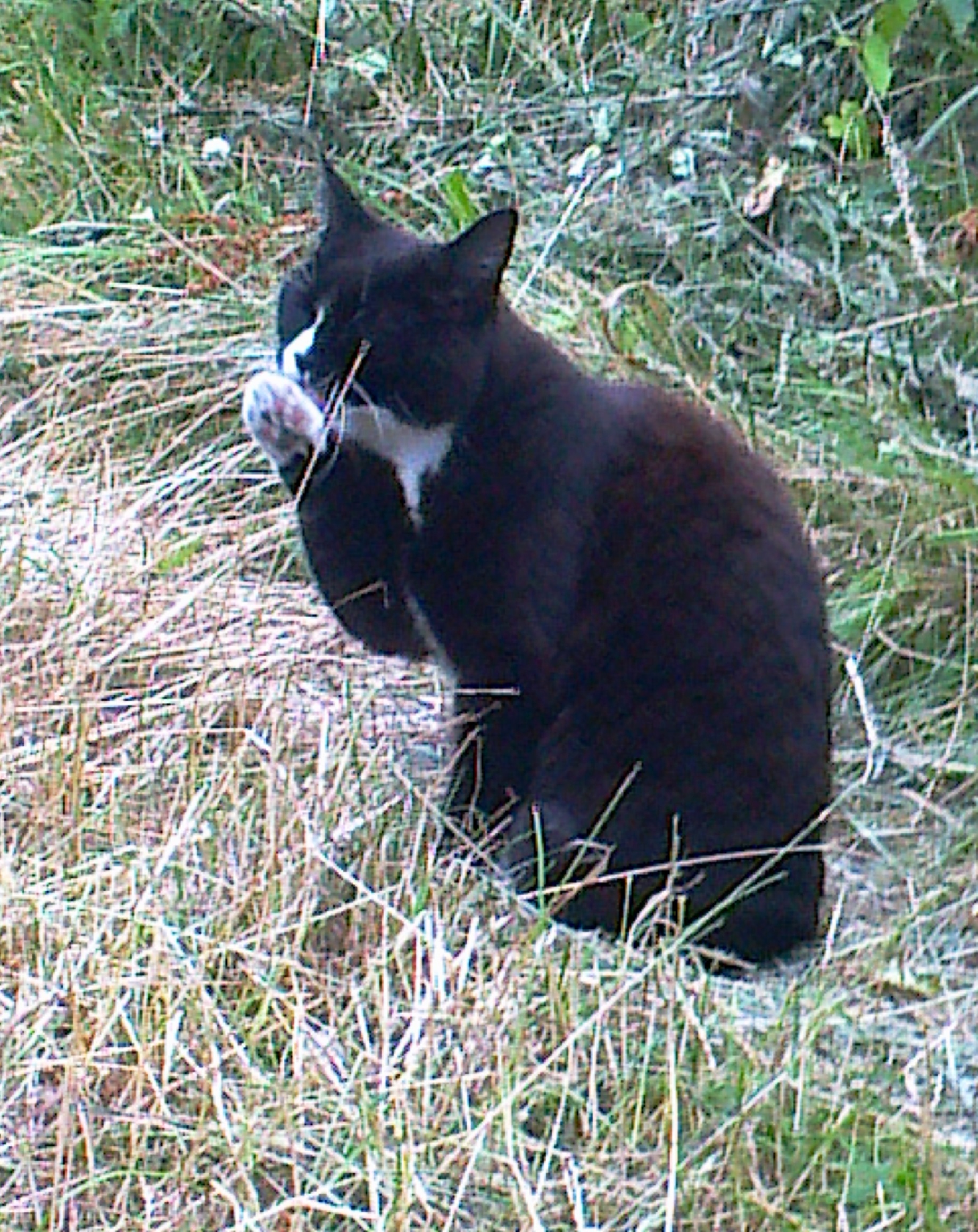 Mog | 8 Lives: Sheffield 8 Cat Rescue