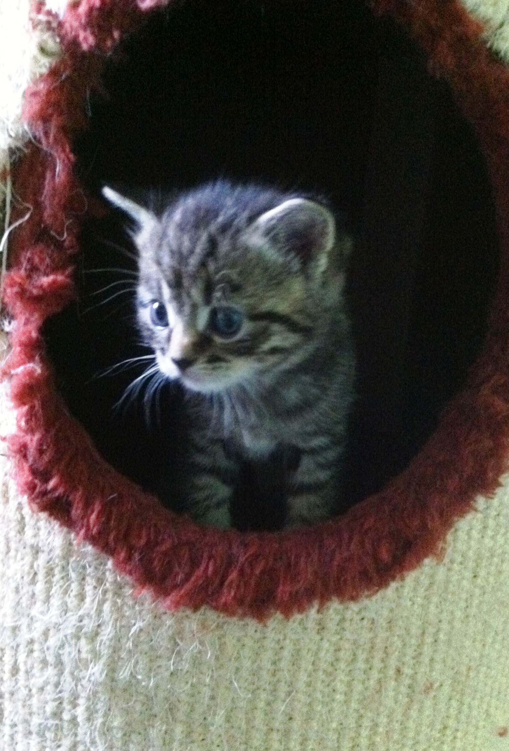 Ariel & Aoife | 8 Lives: Sheffield 8 Cat Rescue