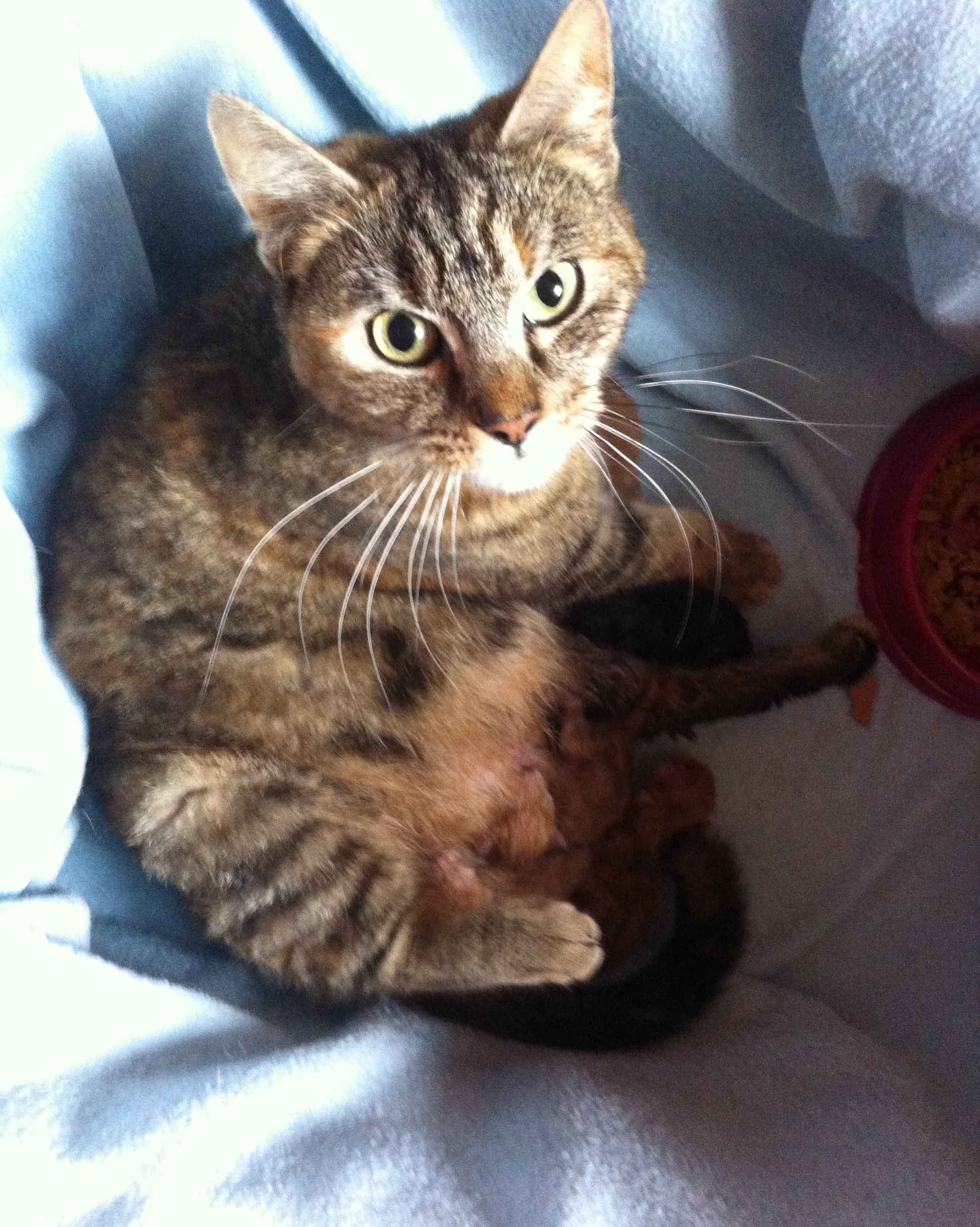 congratulations … and celebrations | 8 Lives: Sheffield 8 Cat Rescue