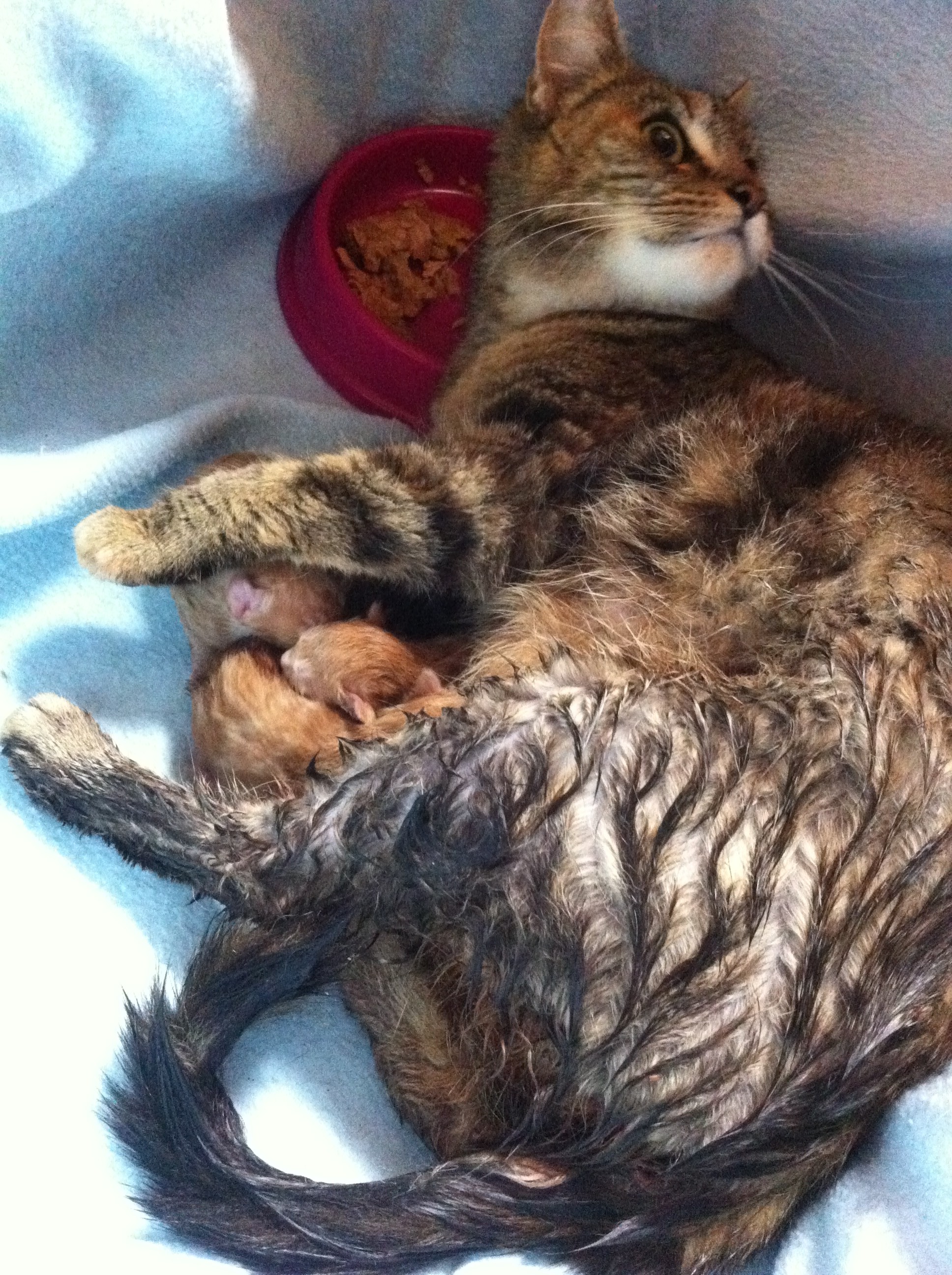 congratulations … and celebrations | 8 Lives: Sheffield 8 Cat Rescue
