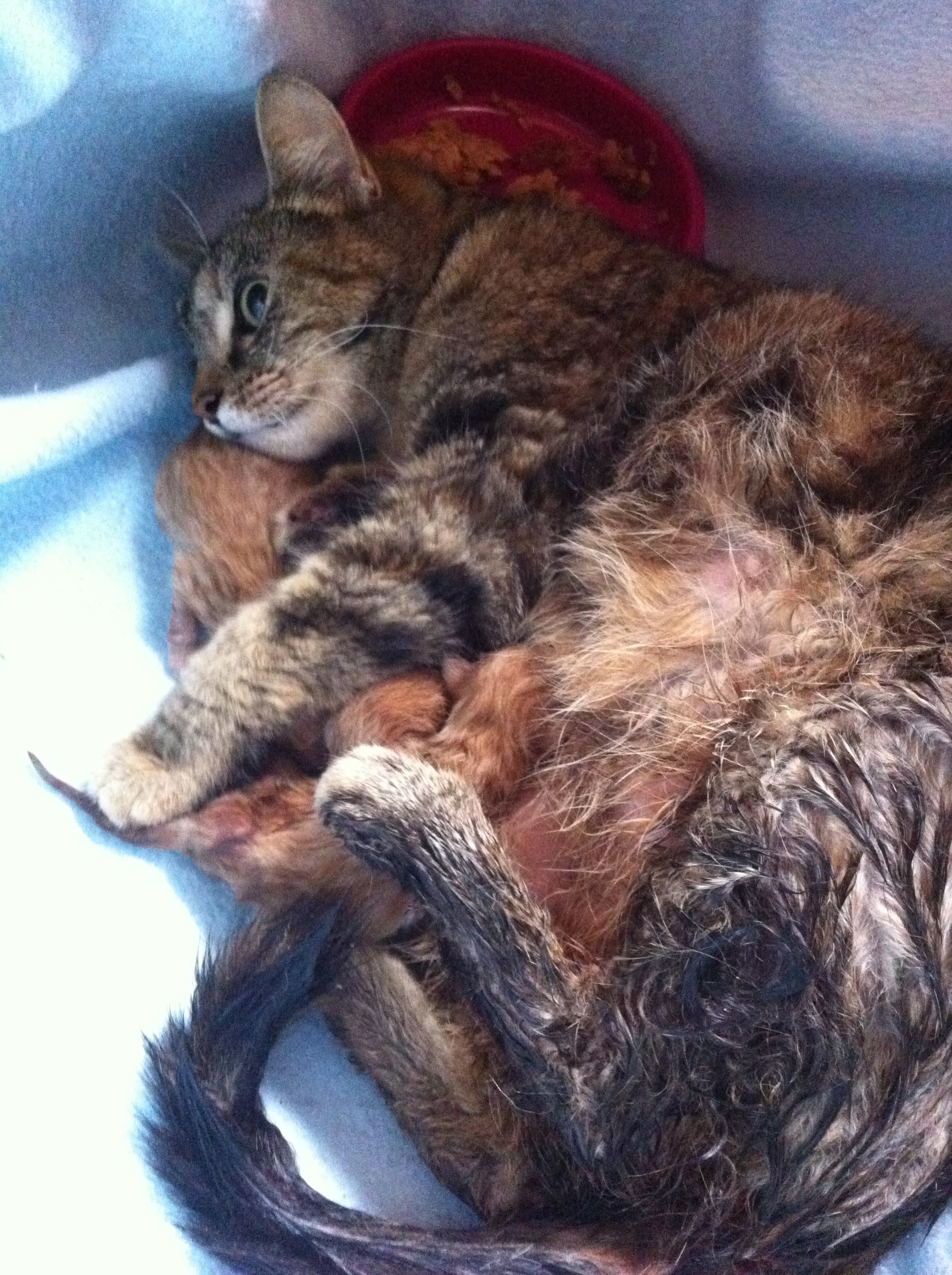 congratulations … and celebrations | 8 Lives: Sheffield 8 Cat Rescue