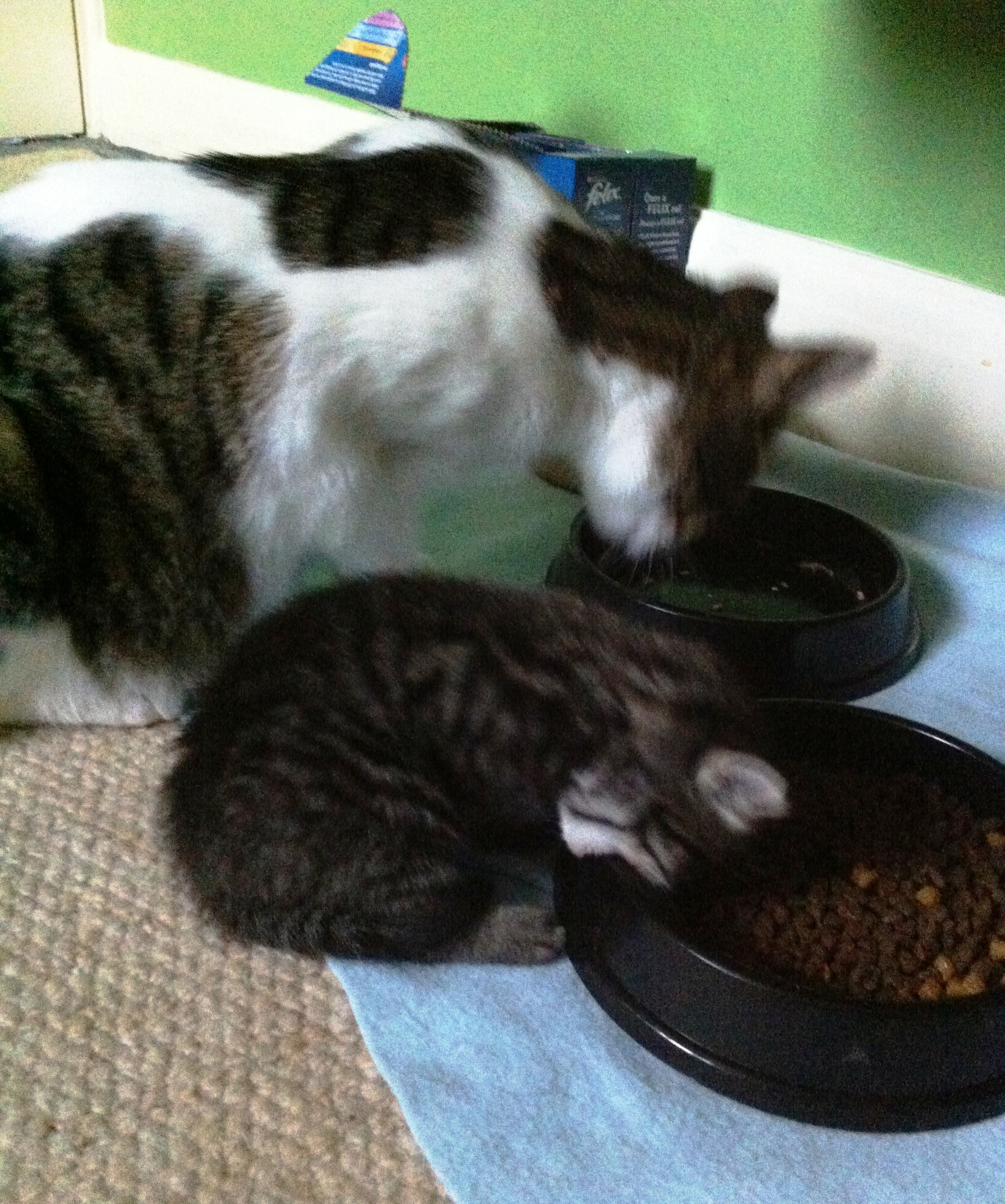 Arwen | 8 Lives: Sheffield 8 Cat Rescue