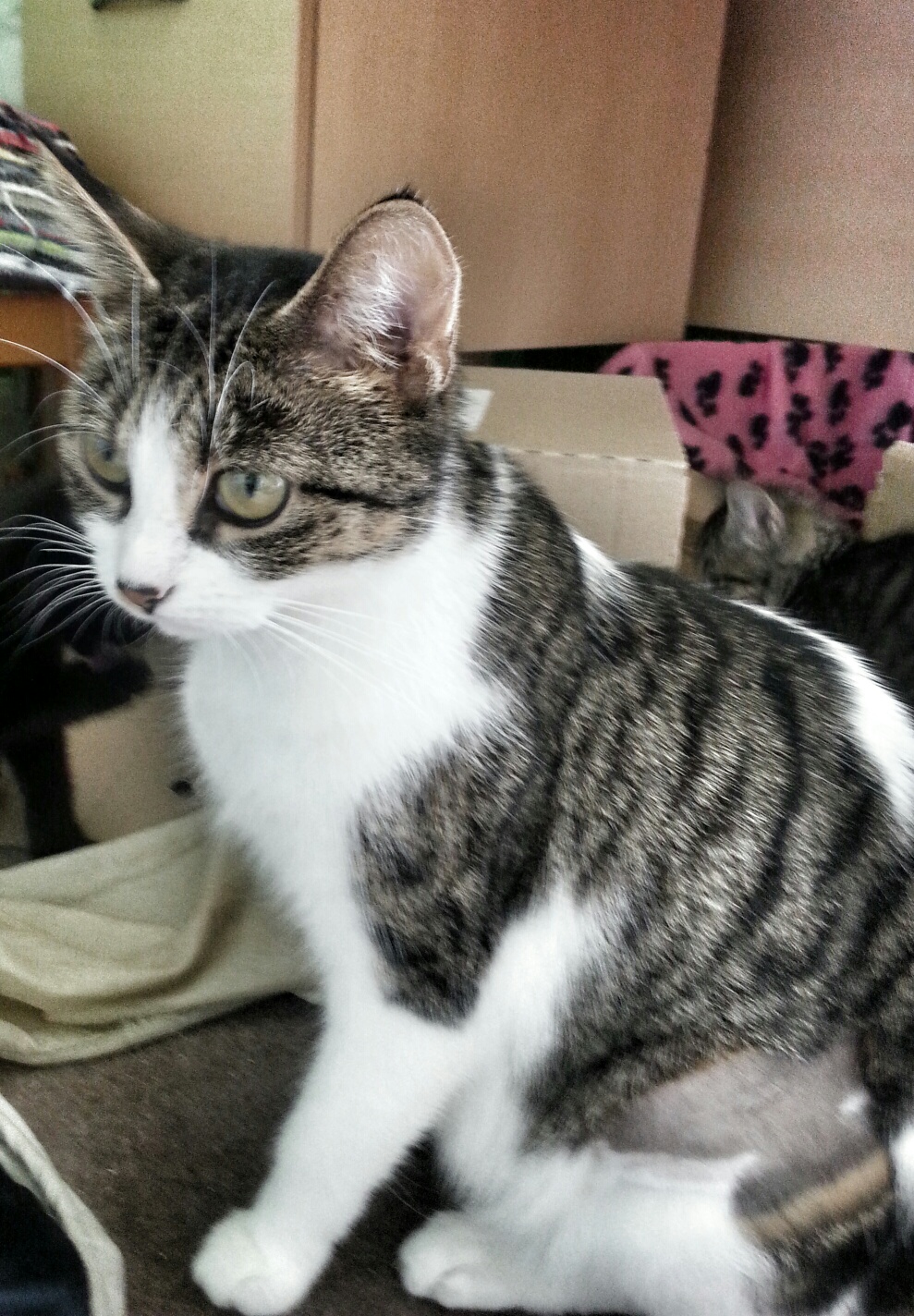 Arwen | 8 Lives: Sheffield 8 Cat Rescue