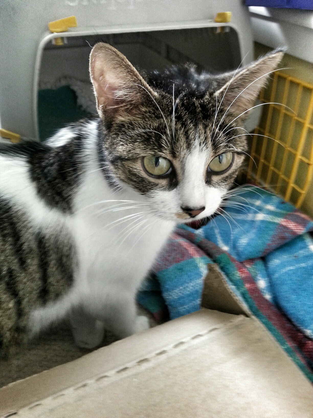 Arwen | 8 Lives: Sheffield 8 Cat Rescue