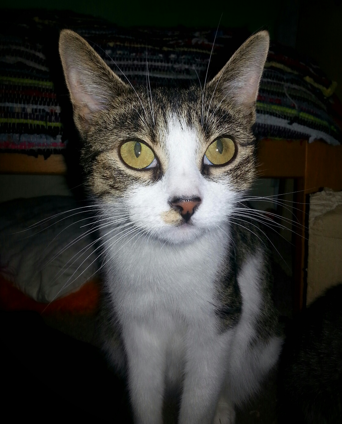 Arwen | 8 Lives: Sheffield 8 Cat Rescue