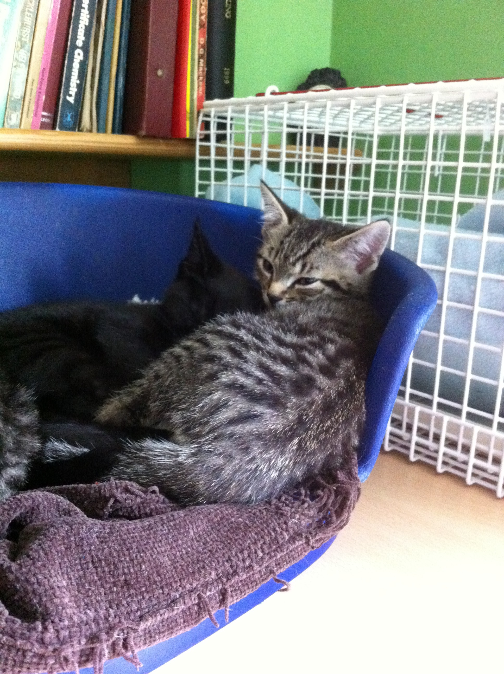 Albert & Aslan | 8 Lives: Sheffield 8 Cat Rescue