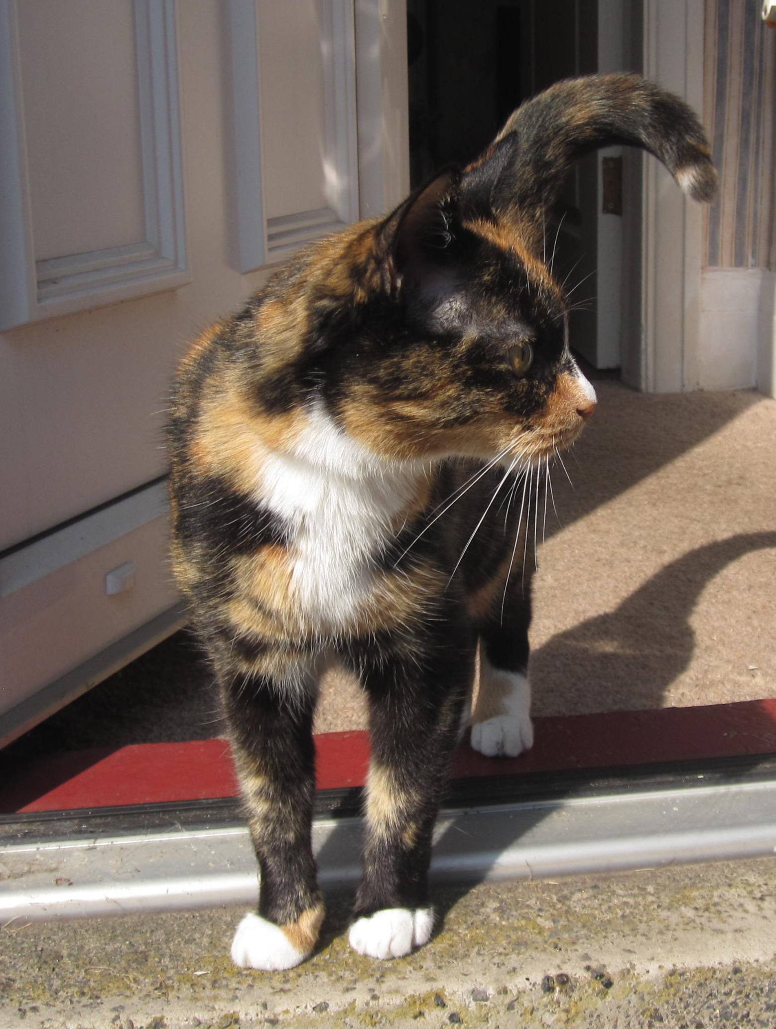 Biscuit – older girl | 8 Lives: Sheffield 8 Cat Rescue