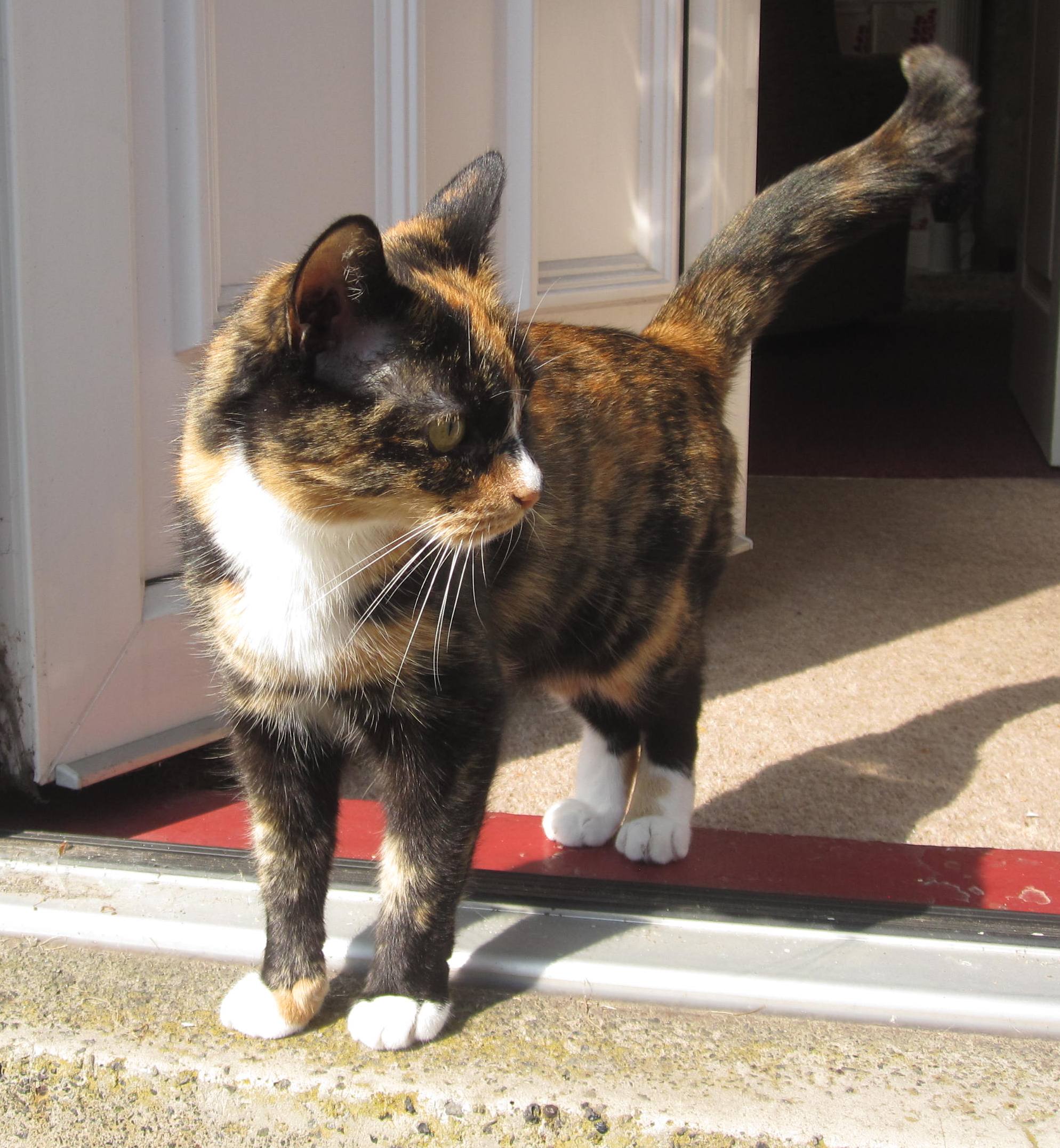 Biscuit – older girl | 8 Lives: Sheffield 8 Cat Rescue