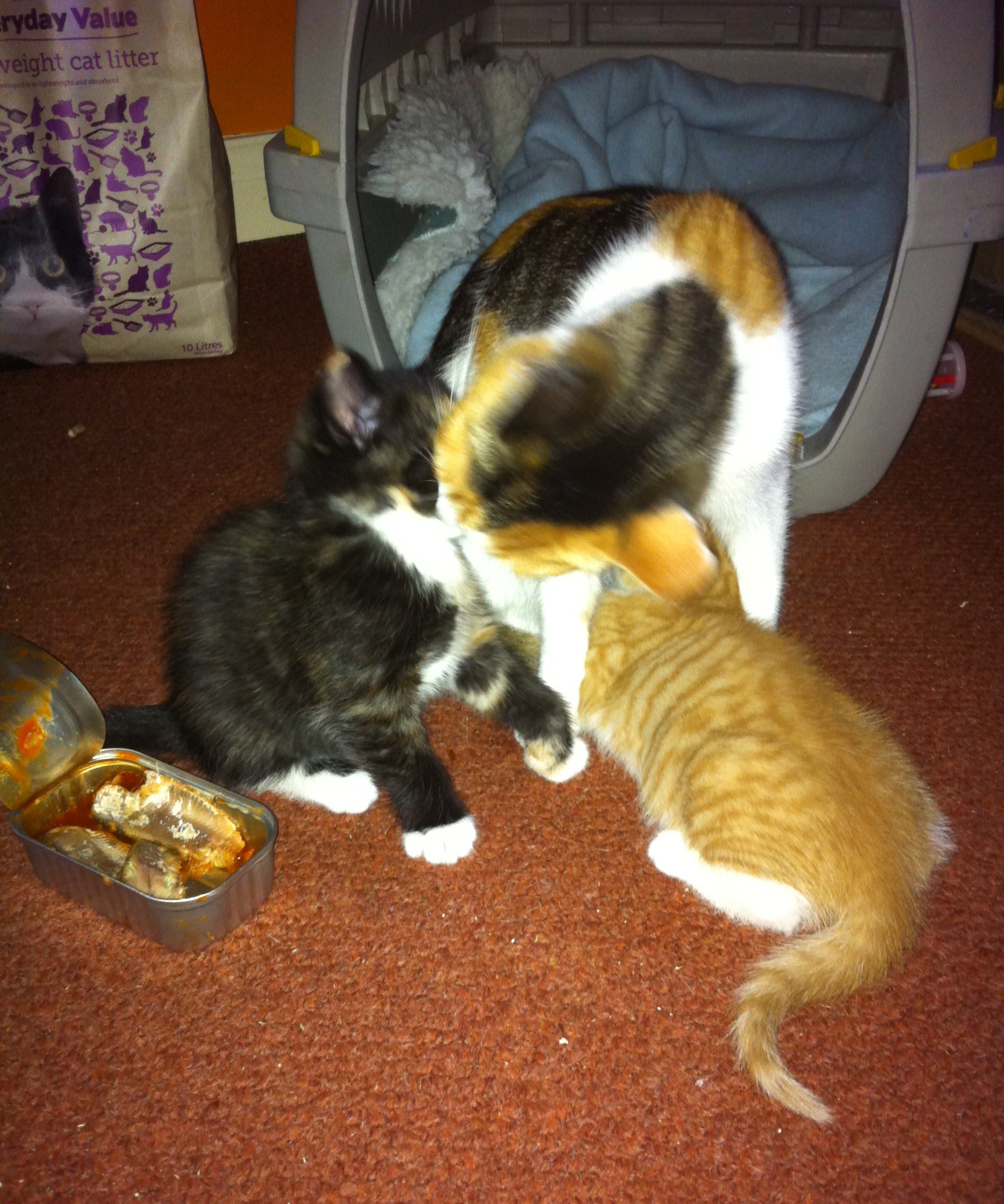Nala | 8 Lives: Sheffield 8 Cat Rescue