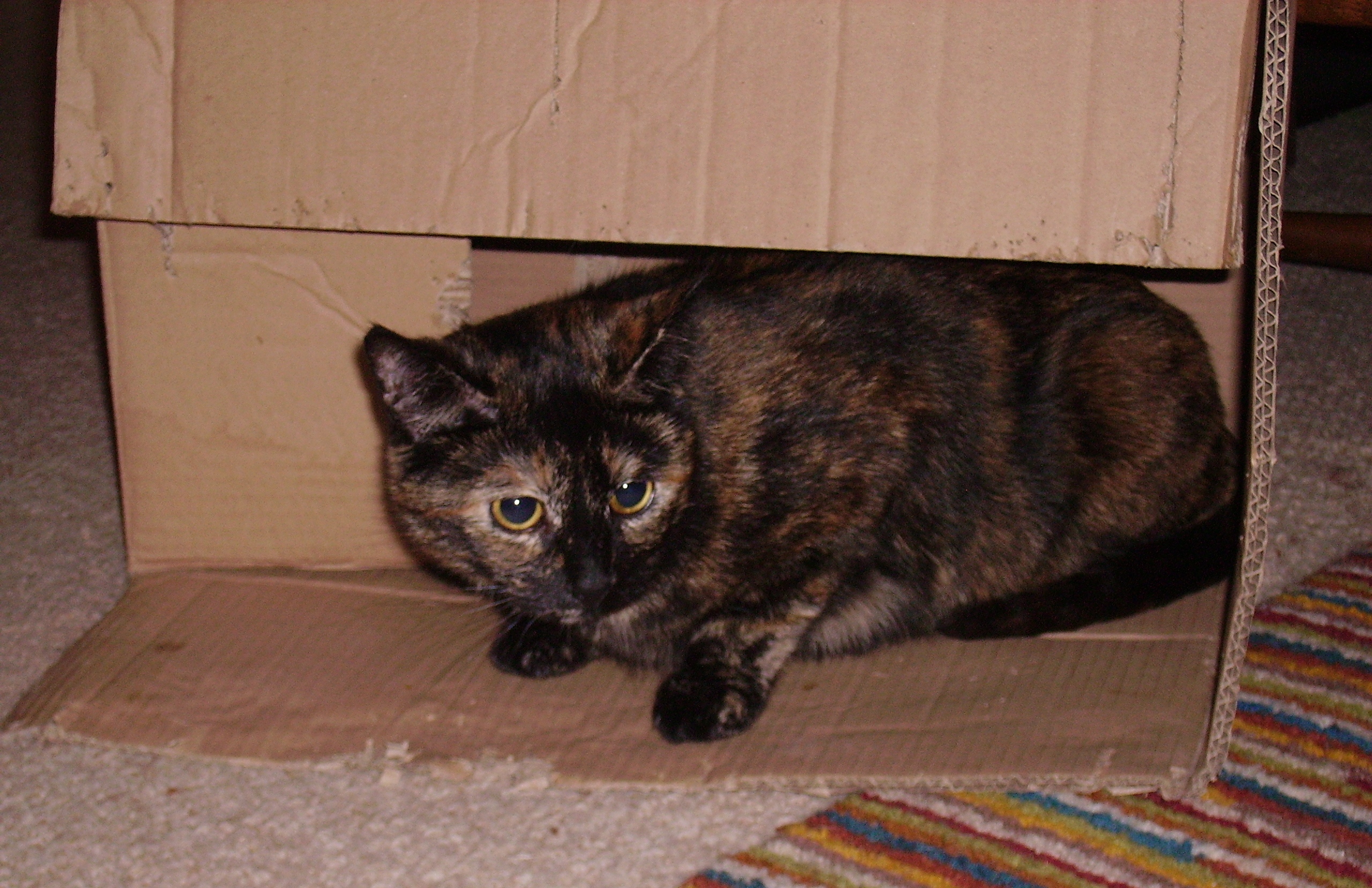 Loki’s leaving do | 8 Lives: Sheffield 8 Cat Rescue