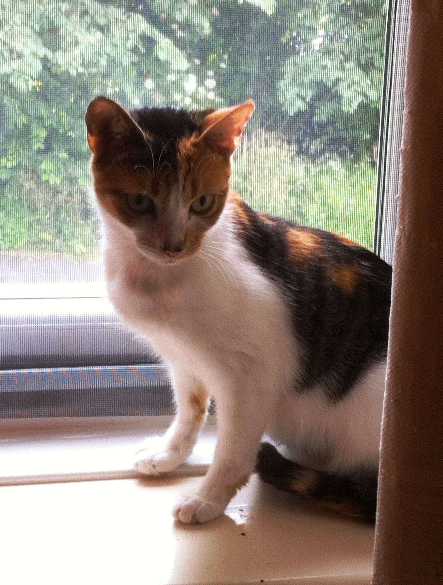 Nala | 8 Lives: Sheffield 8 Cat Rescue
