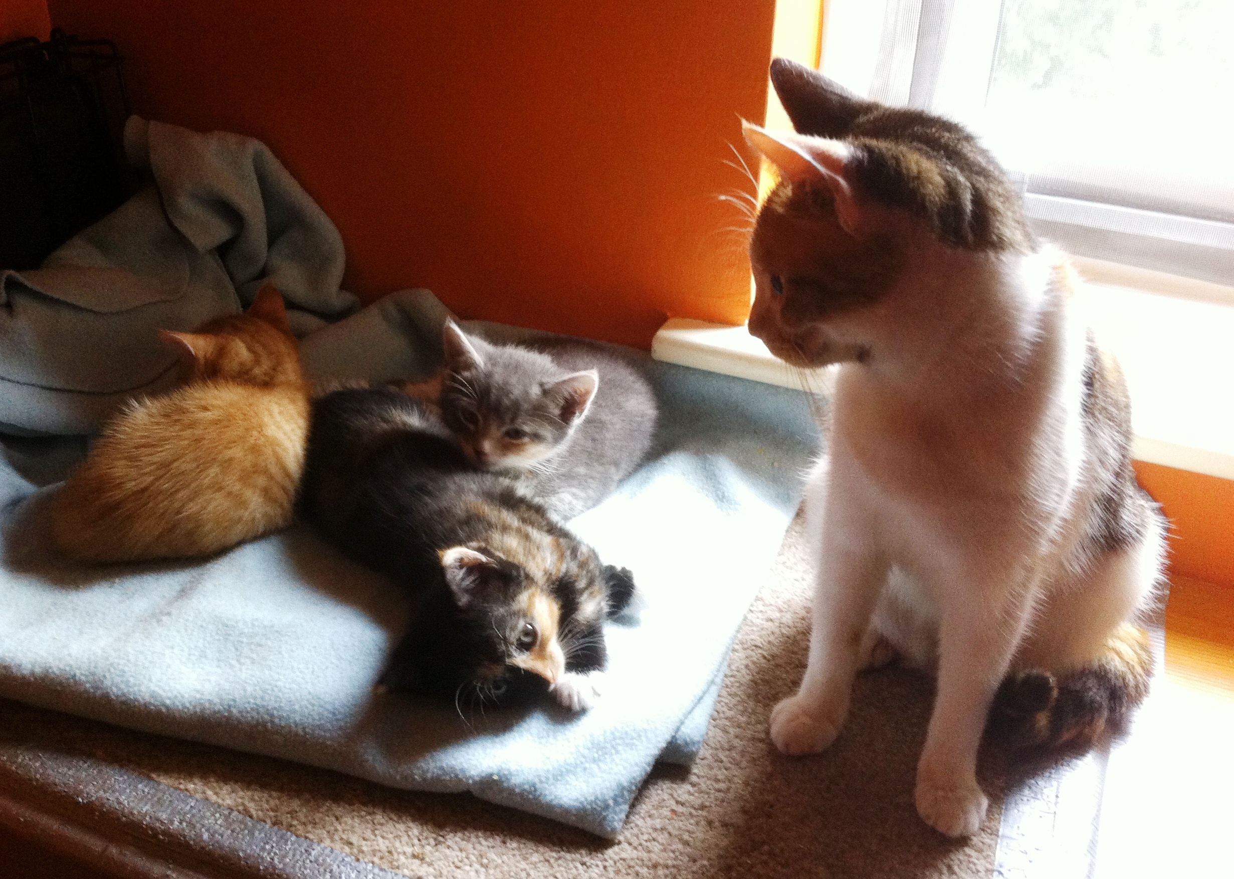 Nala | 8 Lives: Sheffield 8 Cat Rescue