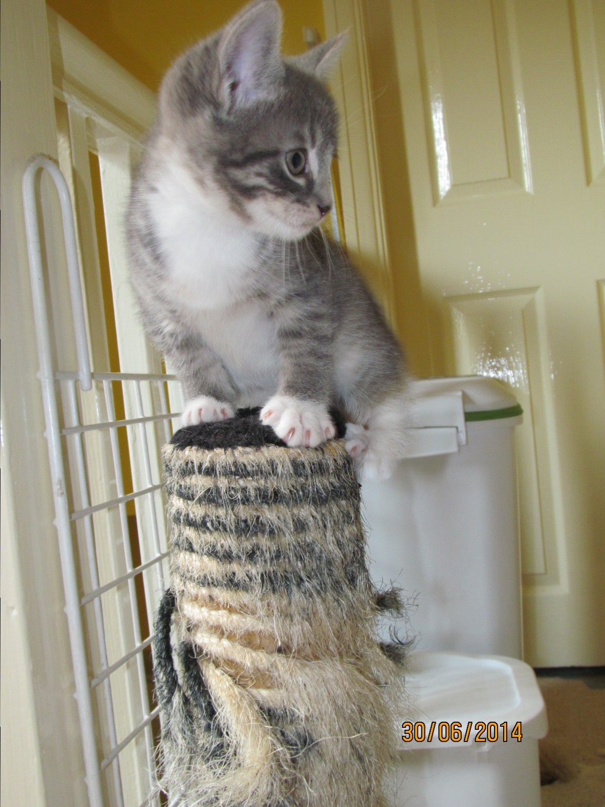 Nala’s kittens | 8 Lives: Sheffield 8 Cat Rescue