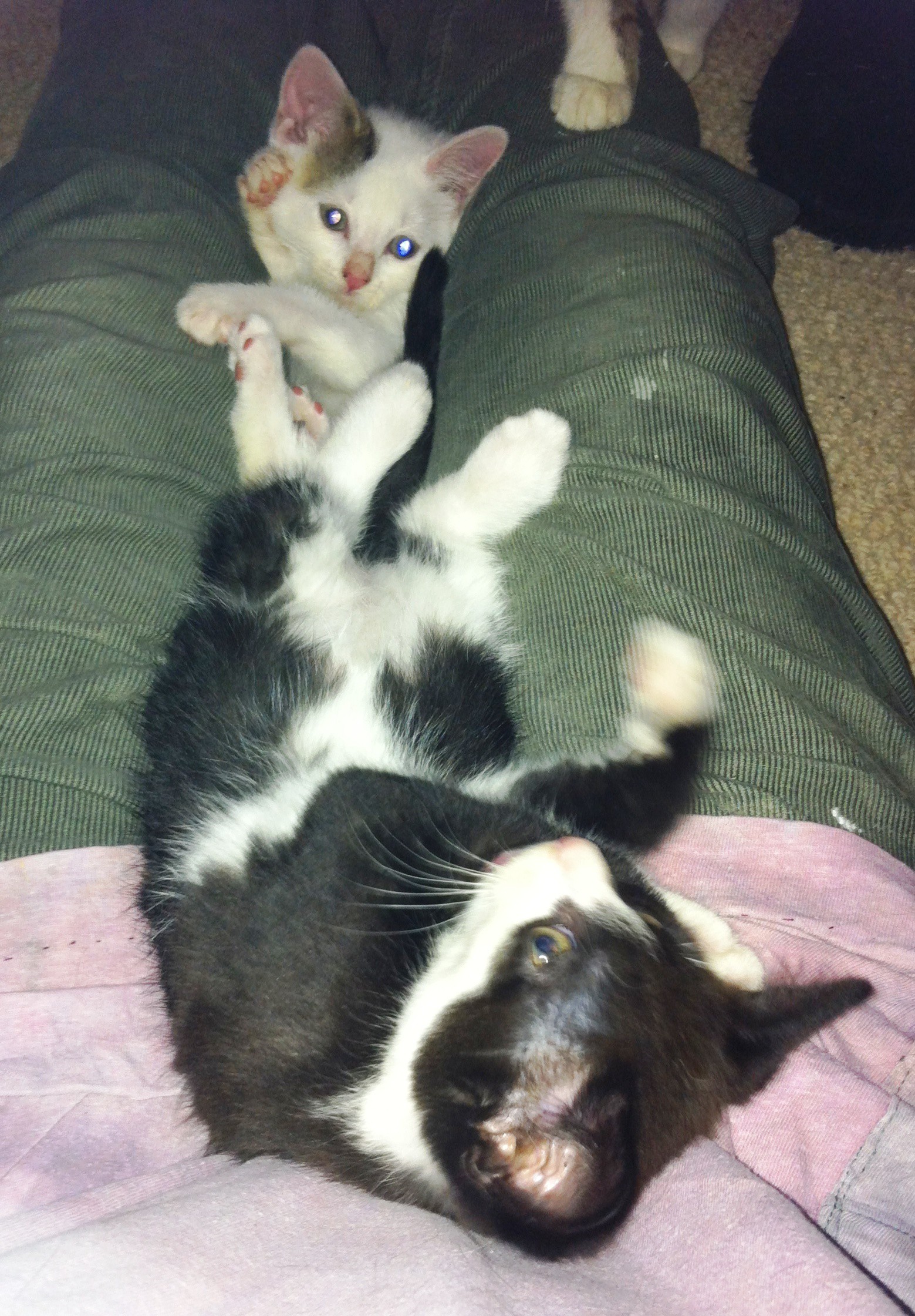 Fern | 8 Lives: Sheffield 8 Cat Rescue