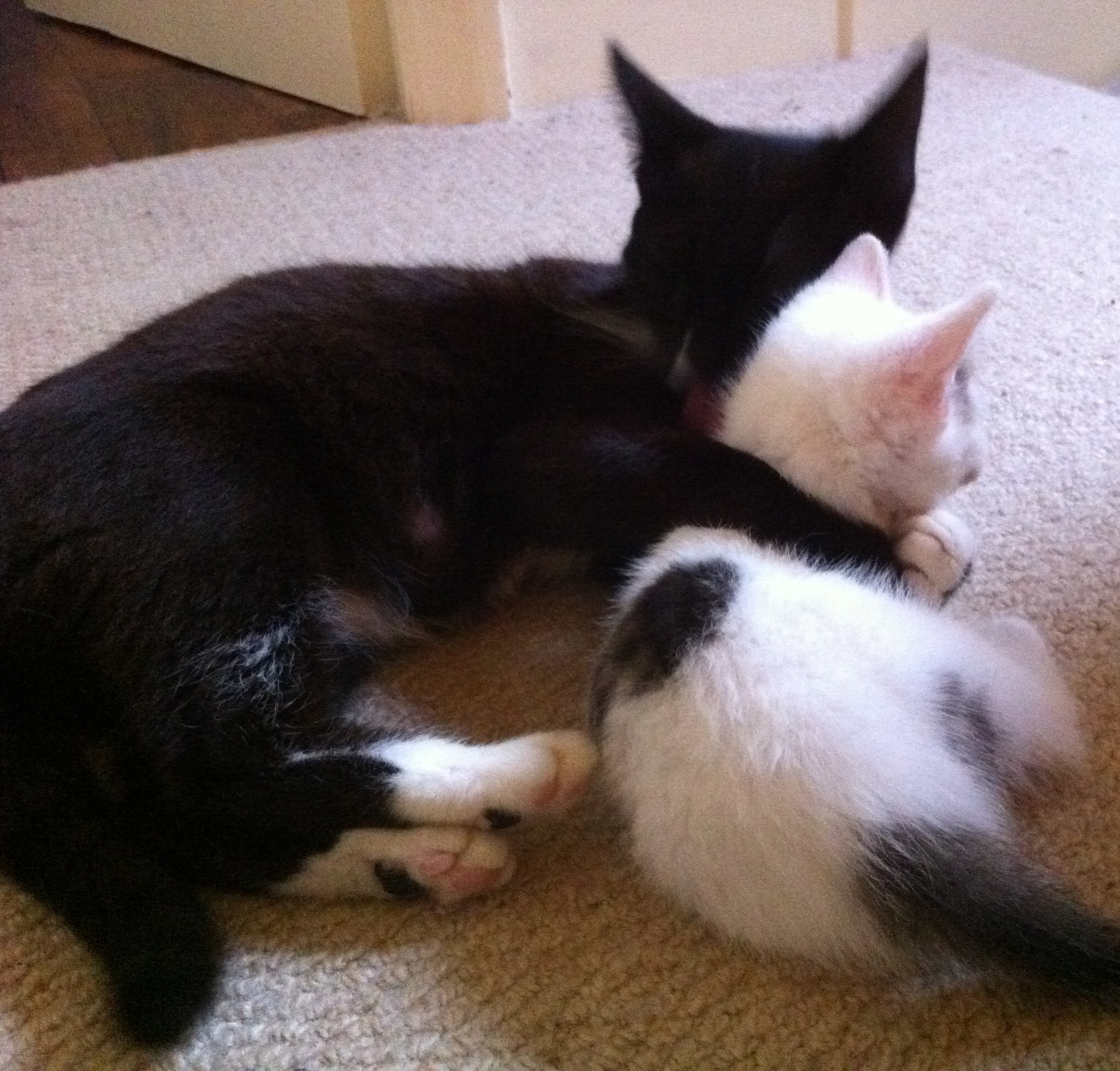 Fern | 8 Lives: Sheffield 8 Cat Rescue