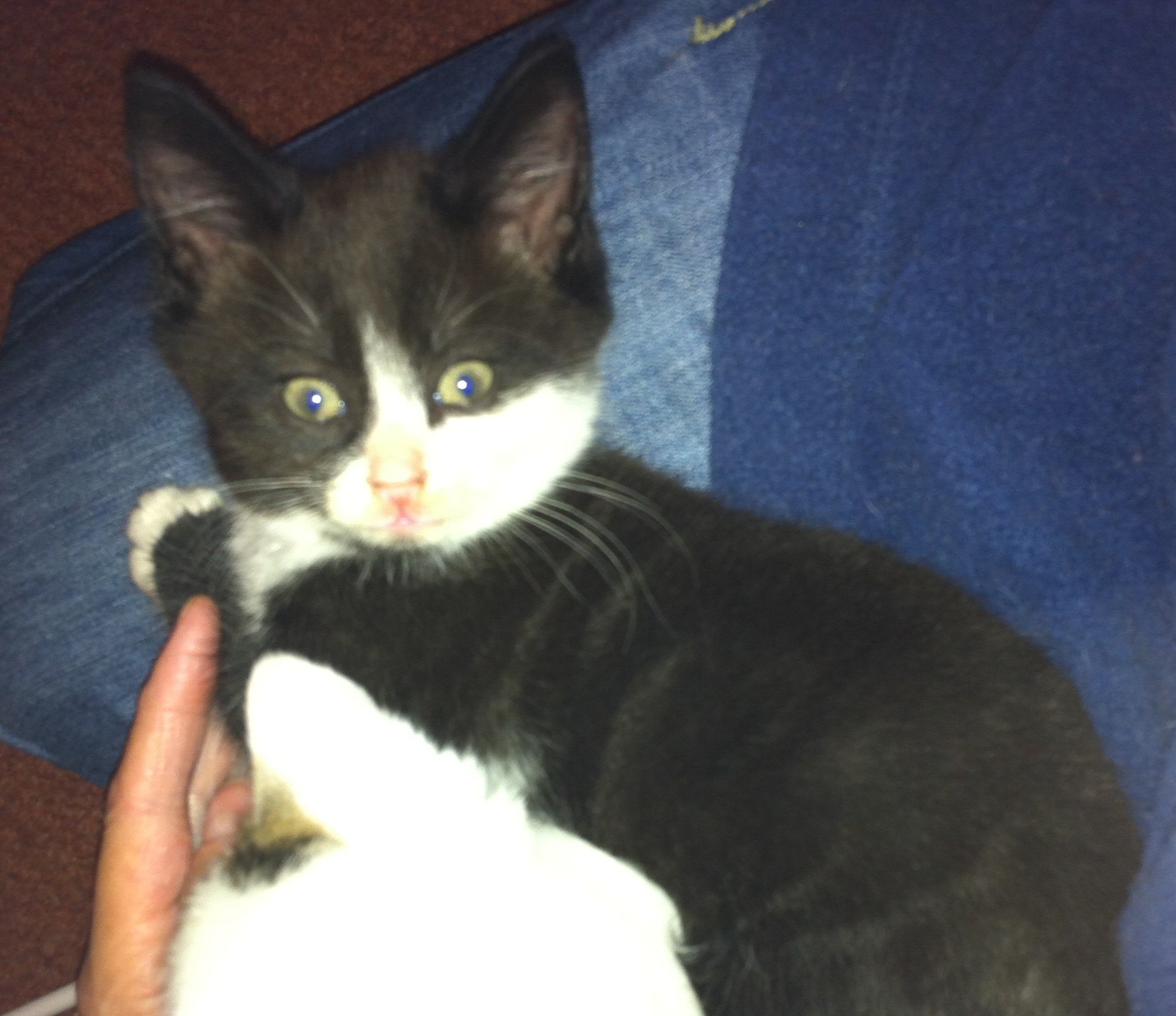 Freddie | 8 Lives: Sheffield 8 Cat Rescue