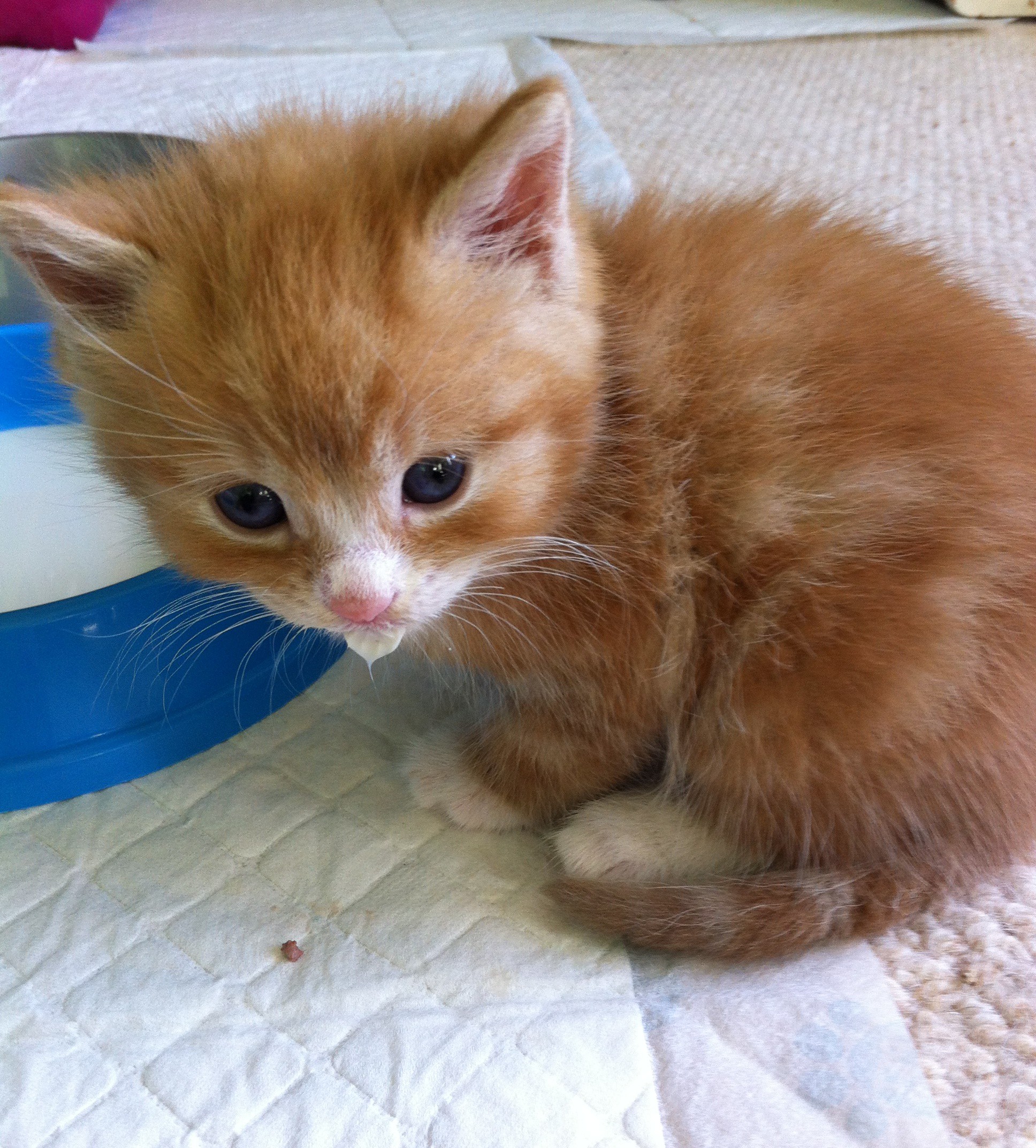 Mainly about growing up | 8 Lives: Sheffield 8 Cat Rescue