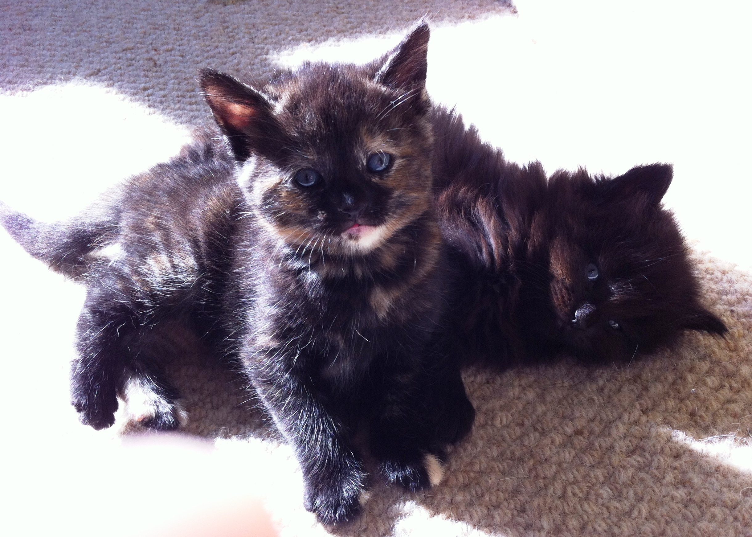 Mainly about growing up | 8 Lives: Sheffield 8 Cat Rescue