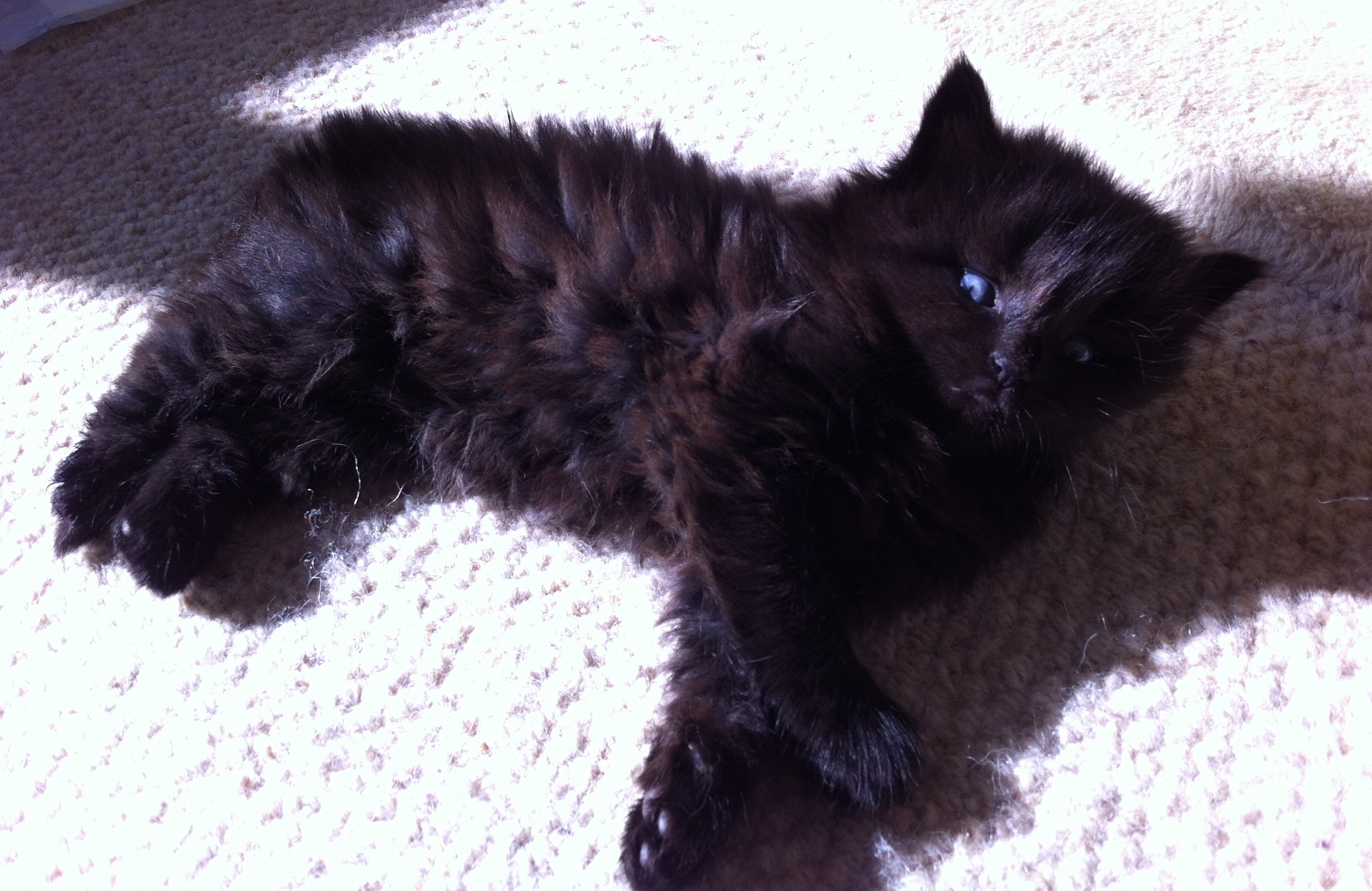 Mainly about growing up | 8 Lives: Sheffield 8 Cat Rescue