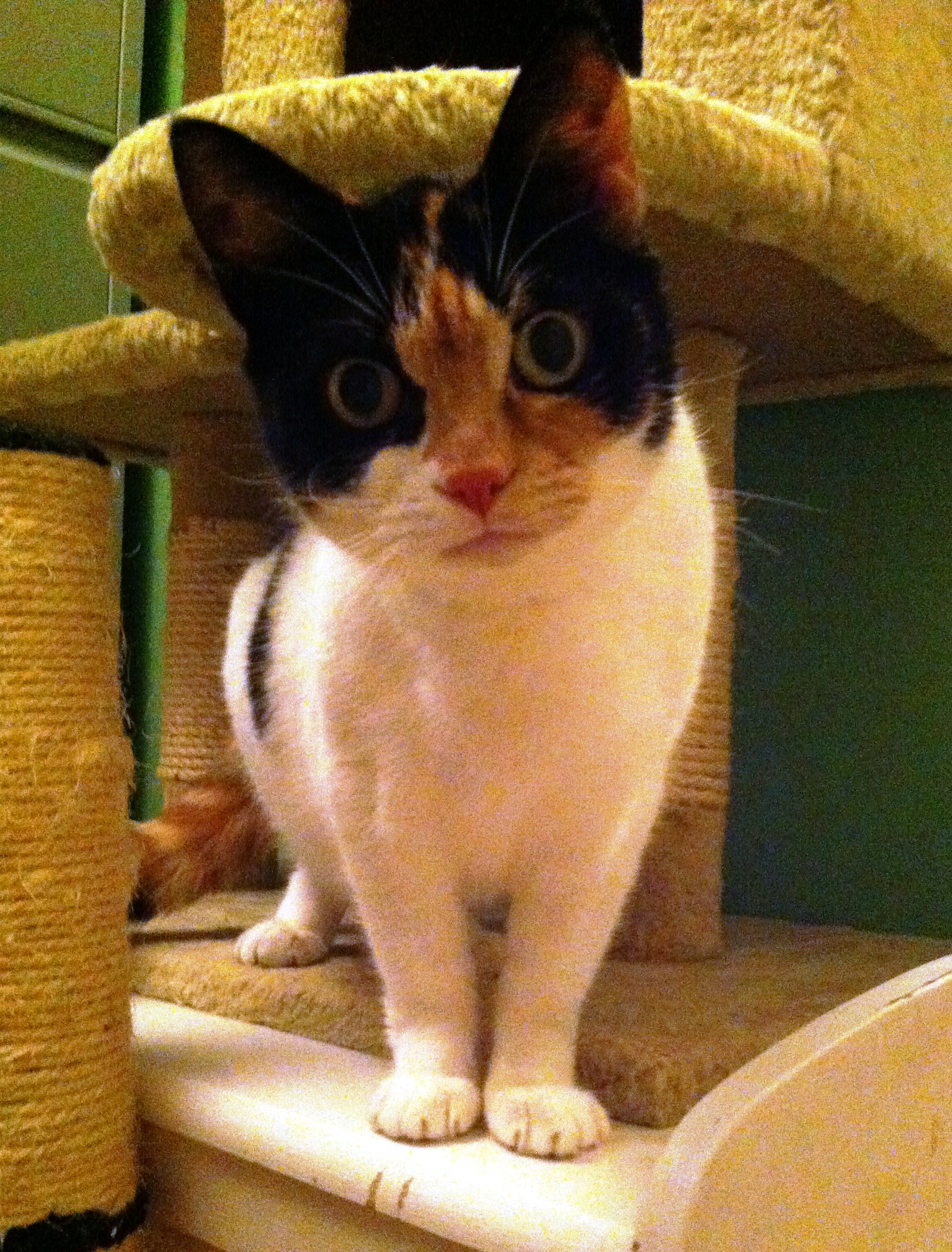 Domino | 8 Lives: Sheffield 8 Cat Rescue