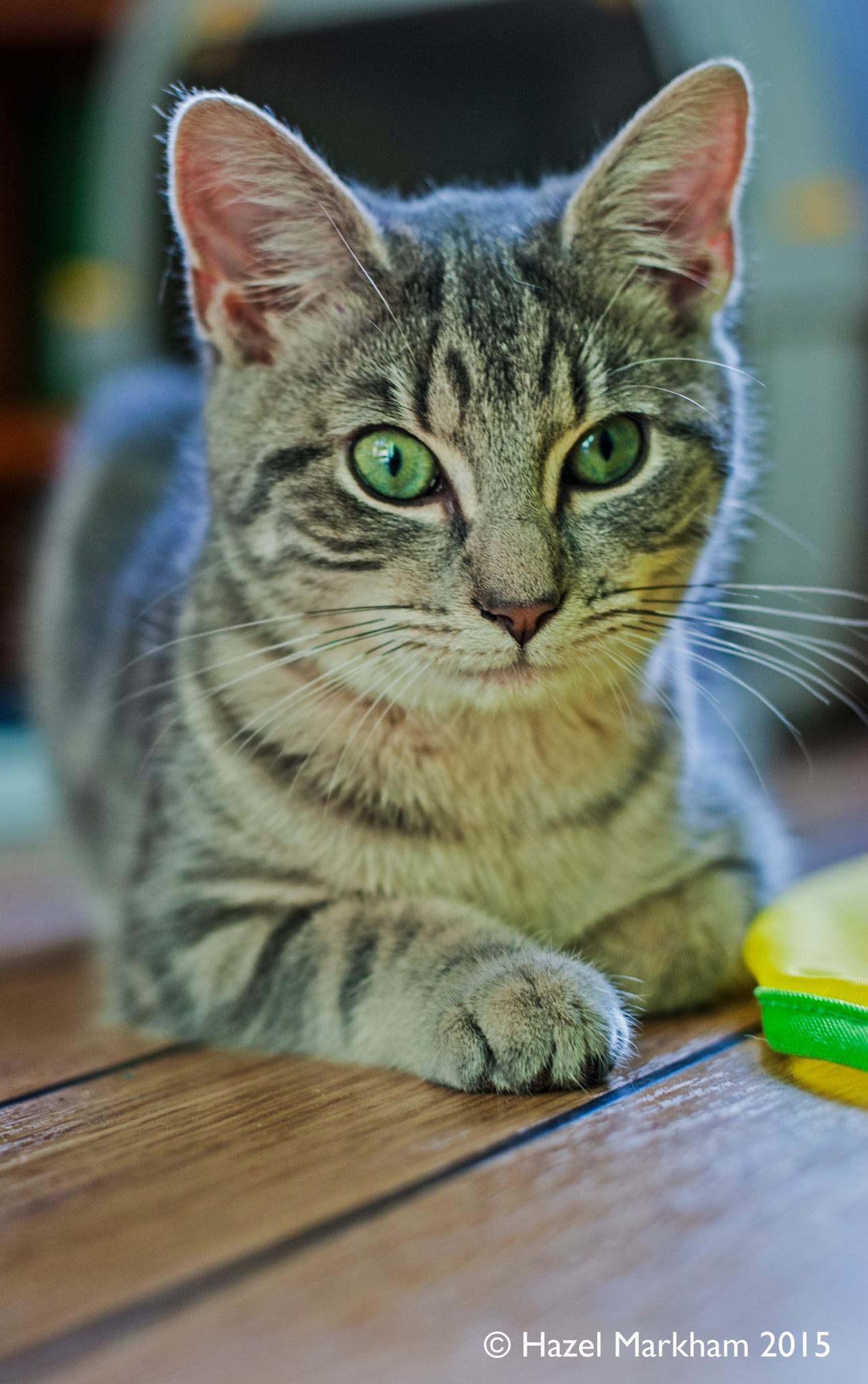 Sugar | 8 Lives: Sheffield 8 Cat Rescue