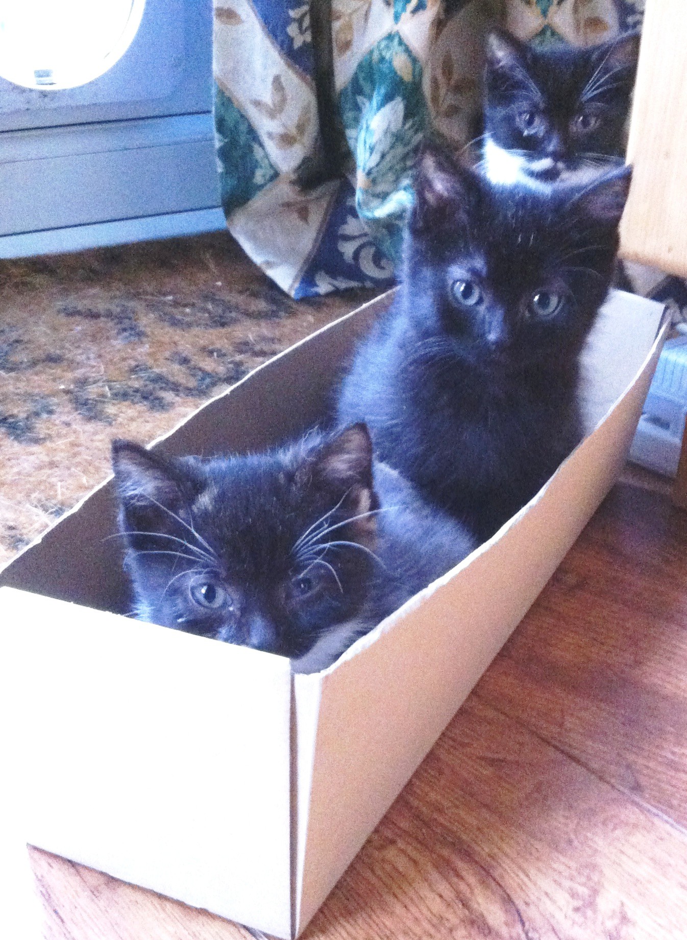 G Team kittens | 8 Lives: Sheffield 8 Cat Rescue