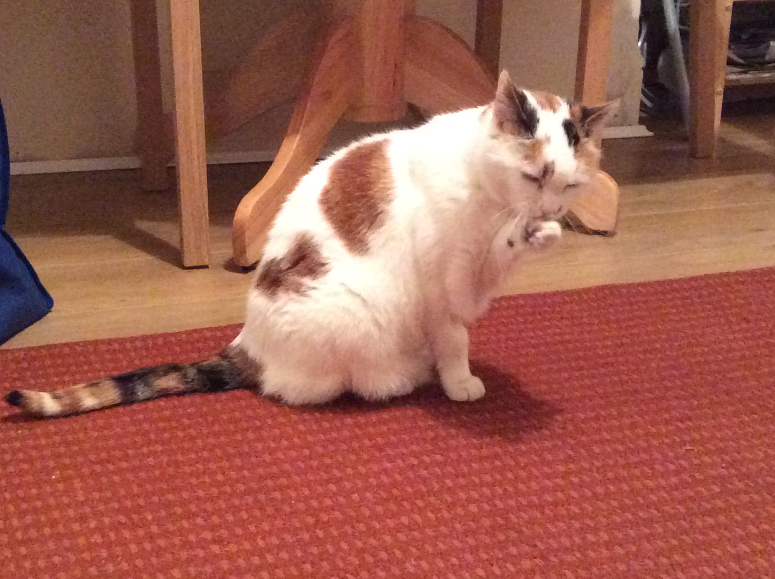Life goes on | 8 Lives: Sheffield 8 Cat Rescue