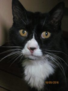 Mr Puddy | 8 Lives: Sheffield 8 Cat Rescue