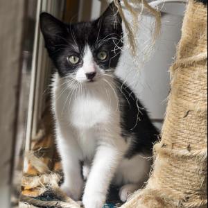 Simon & Minnie | 8 Lives: Sheffield 8 Cat Rescue