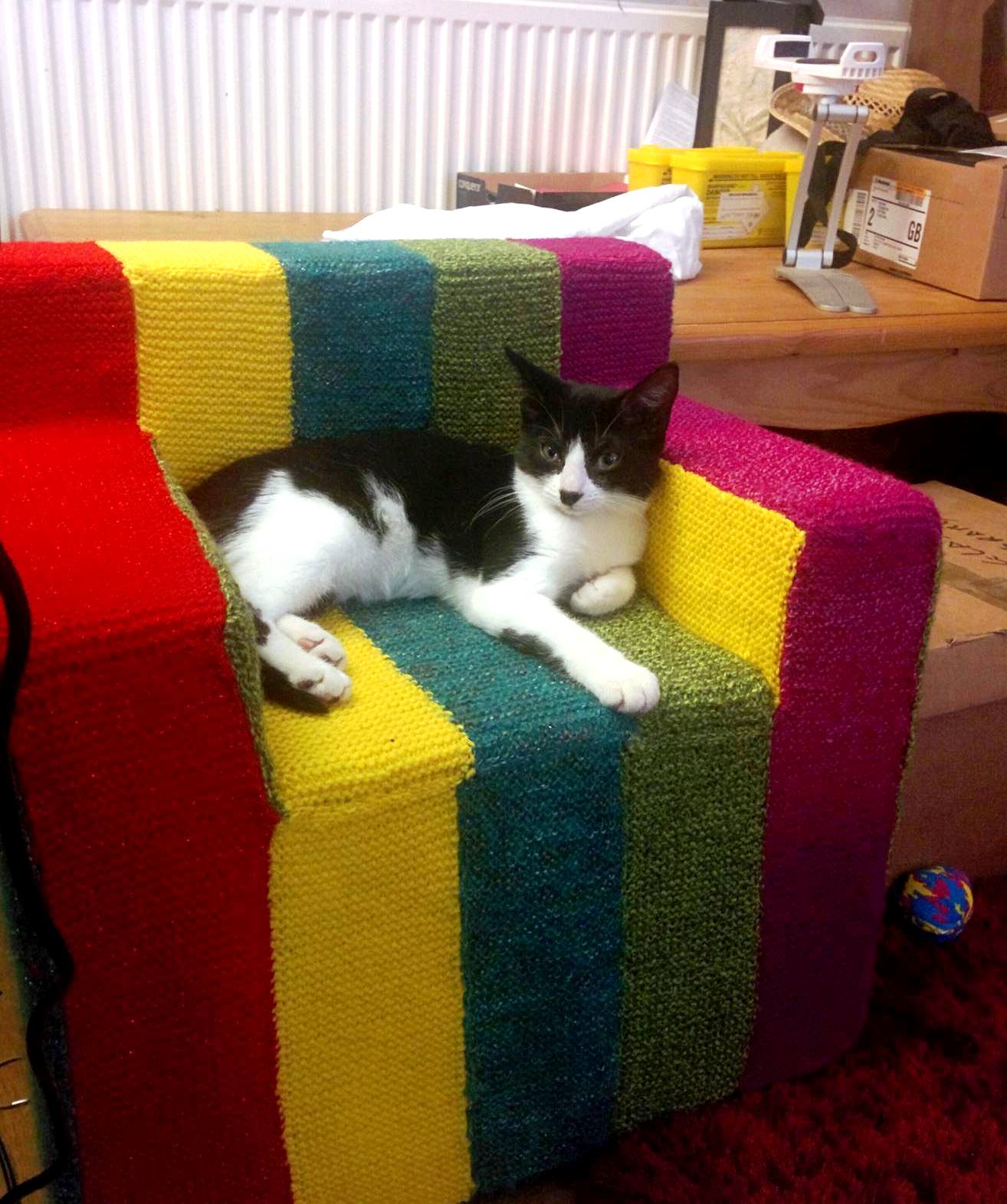 End of a long tail ….. | 8 Lives: Sheffield 8 Cat Rescue